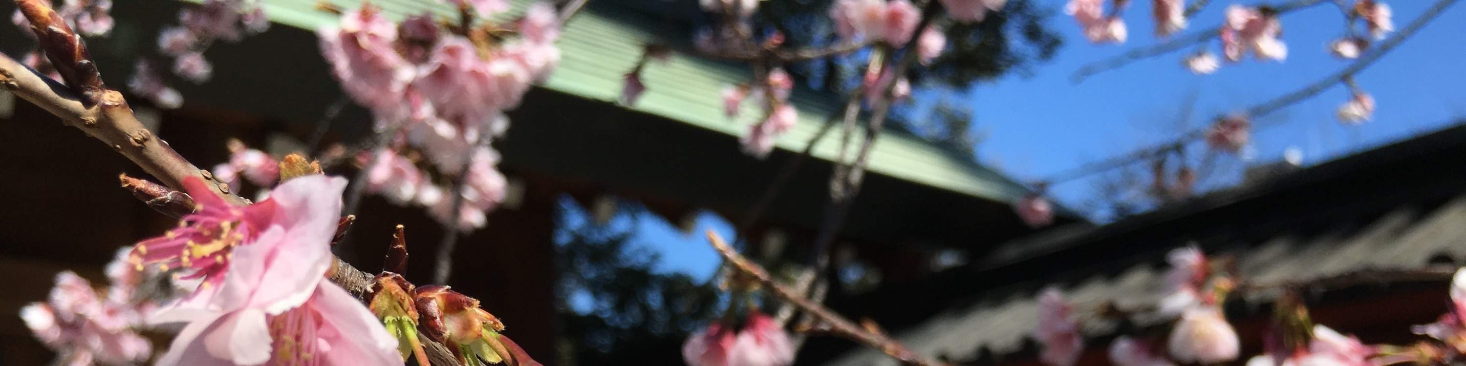 Street Food and Cherry Blossom Viewing and Tokyo Join In 3 hr Walking ...