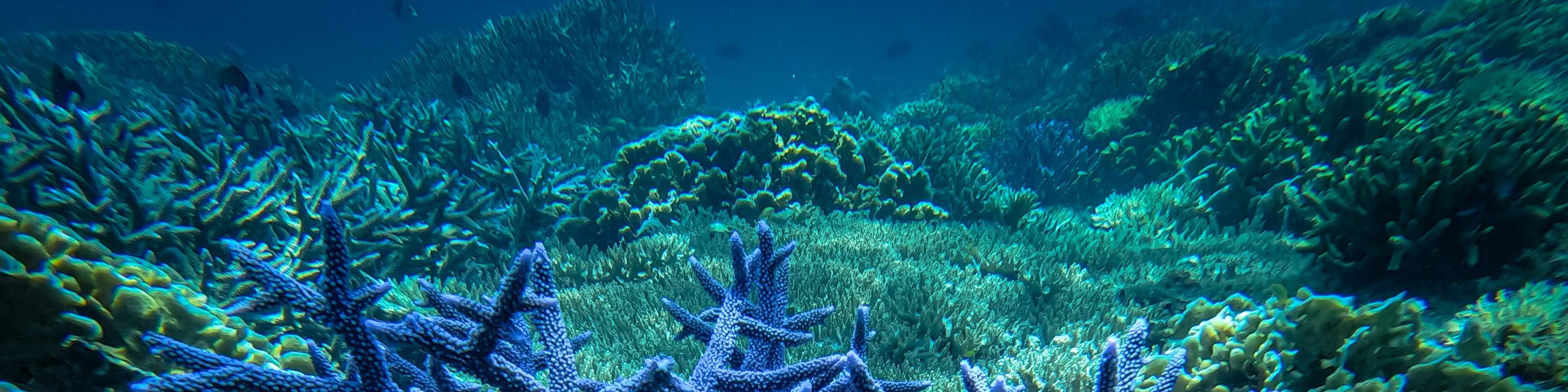 Mengalum Island and Snorkeling Day Tour, Sabah, Malaysia - Klook Malaysia