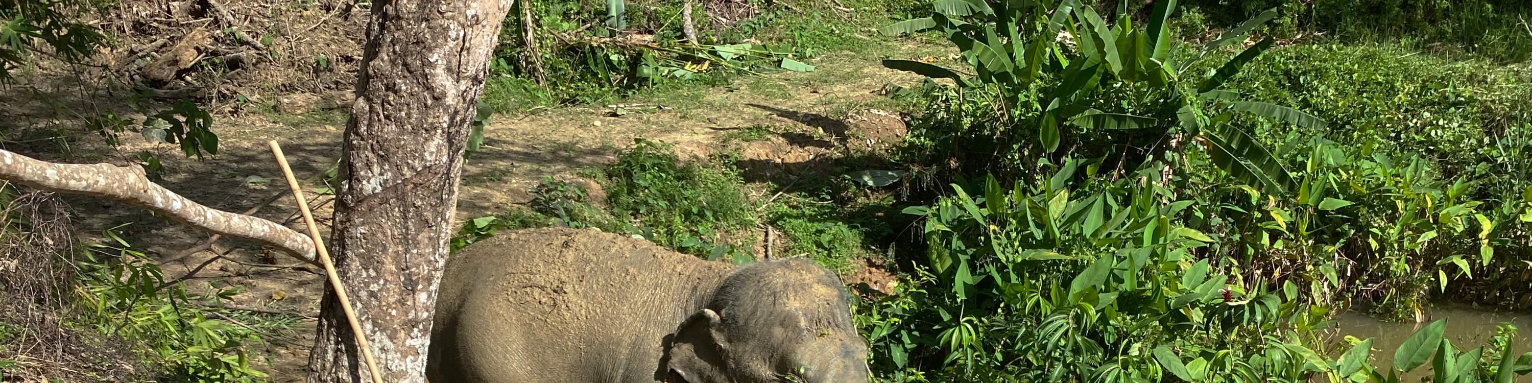 Join In Phuket Hidden Forest Elephant Reserve Sanctuary Experience in ...