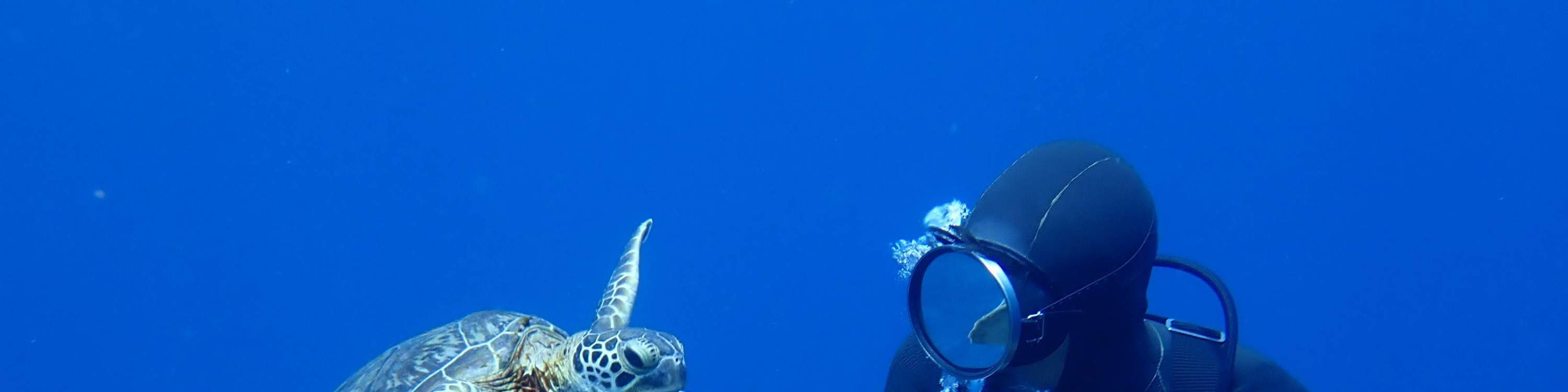 Online reservation for Sea Turtle Snorkeling & Premium Snorkeling ...