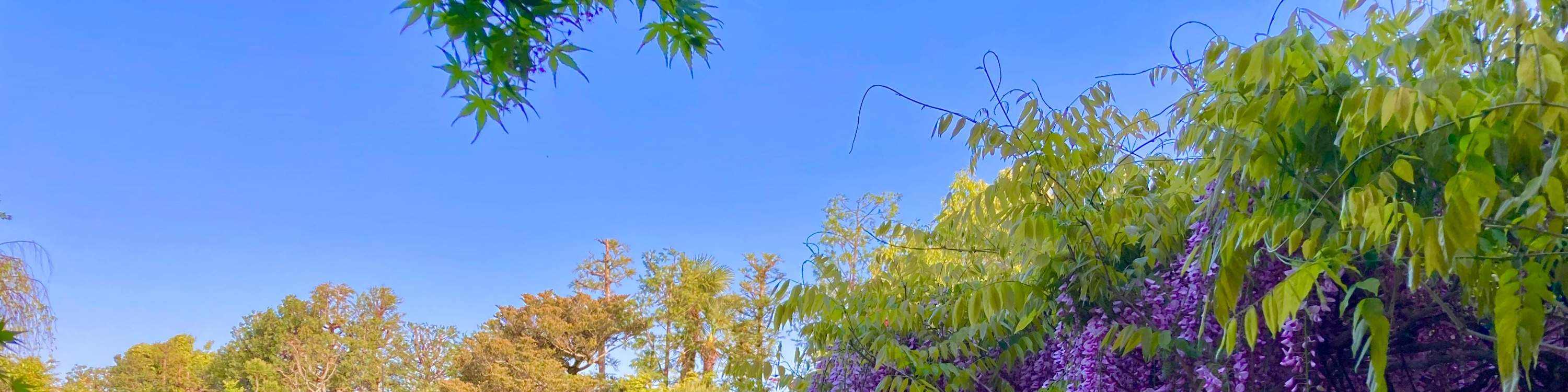 Taizoin Religious Corporation Admission Ticket (Kyoto) - Klook