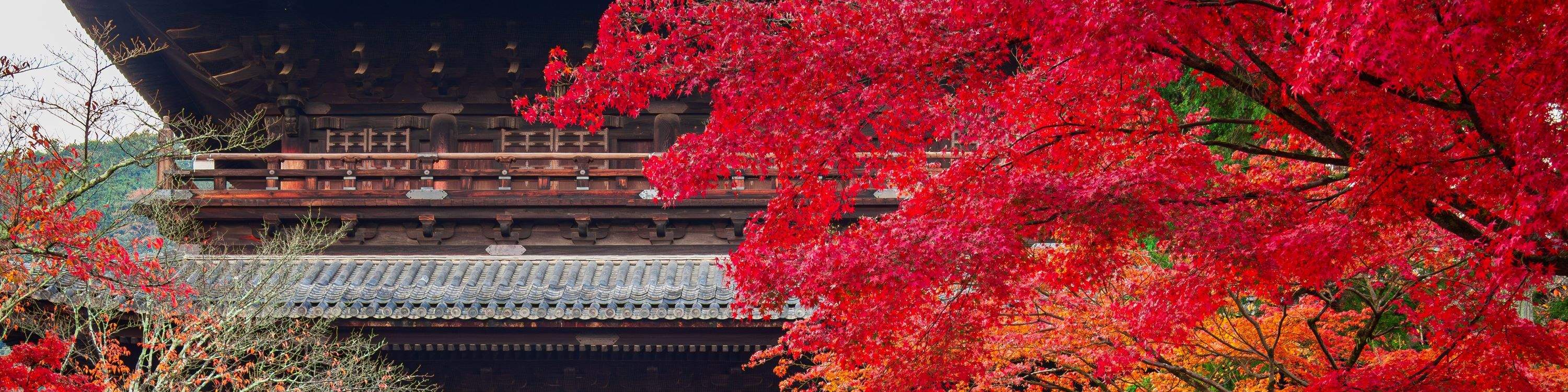 Autumn in Kyoto: Minoh, Sagano Train, Arashiyama & Kinkakuji - Klook ...