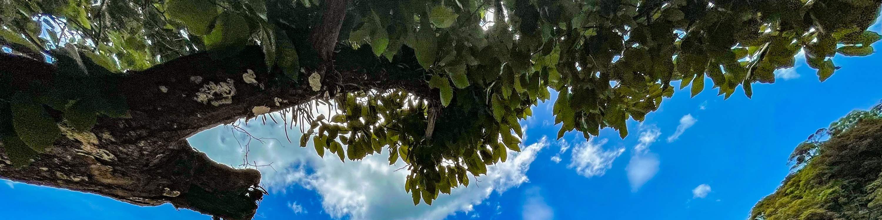 James Bond Island Tour and Kayaking Experience from Phuket/KhaoLak ...