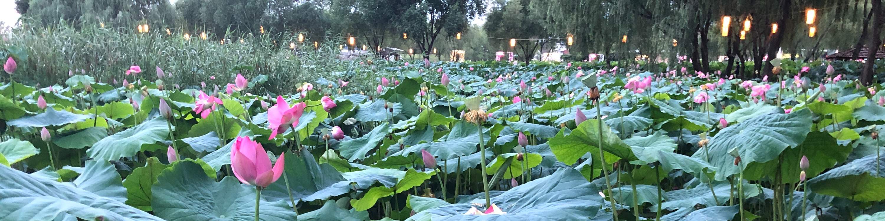 Buyeo Seodong Lotus Festival and Jeonju Hanok Village Day Tour from ...