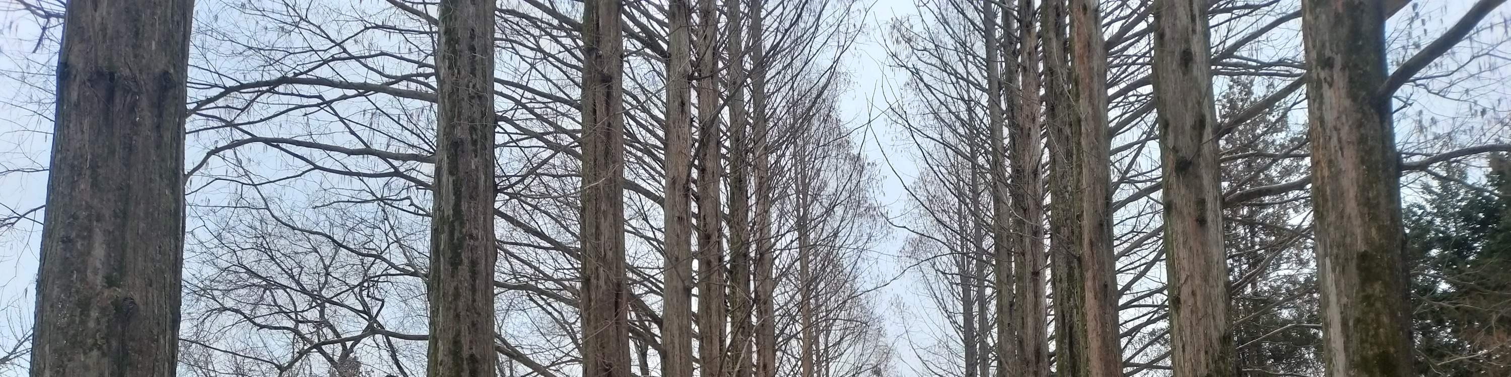 Nami Island / Eobi Ice Valley / Elysian Ski - Klook