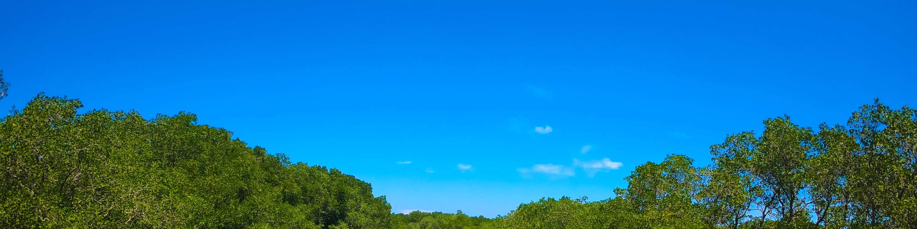 Turtle Island, Glass Bottom Boat and Mangrove Cruise by JTB Indonesia - Klook香港