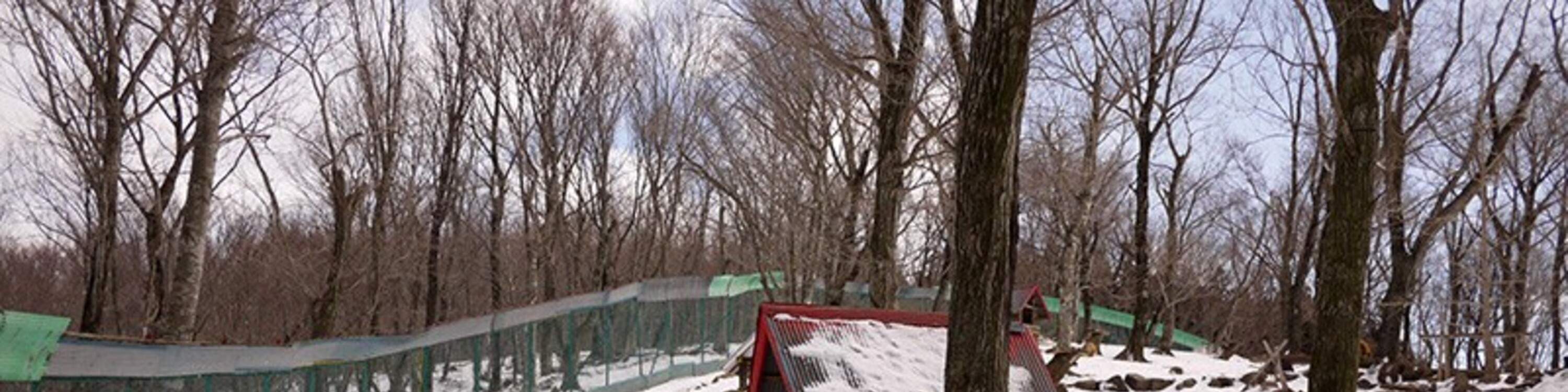 Snowy Zao Fox Village & Zao Onsen Day Tour from Sendai - Klook Canada