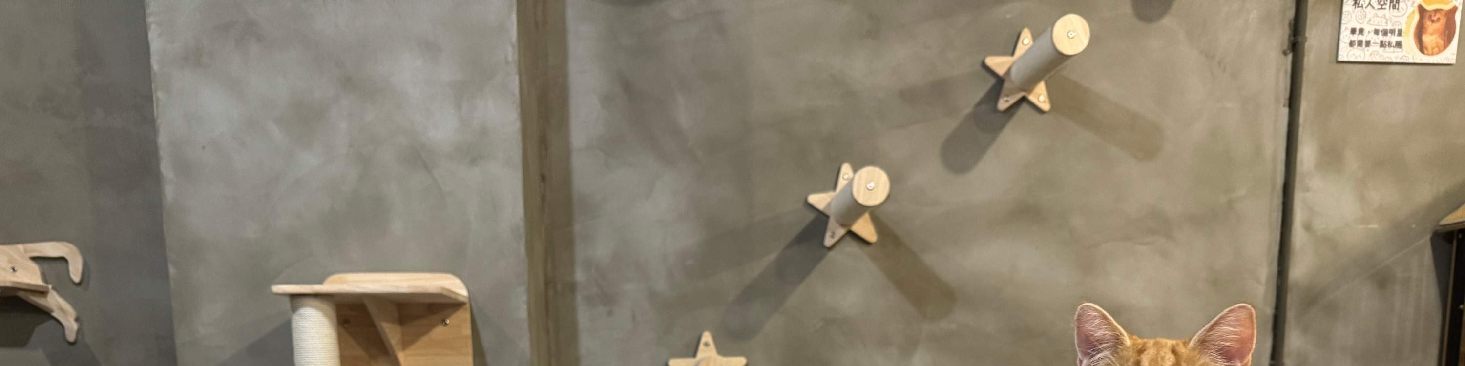 Kelly and Meows Cat Experience Center in Hong Kong - Klook