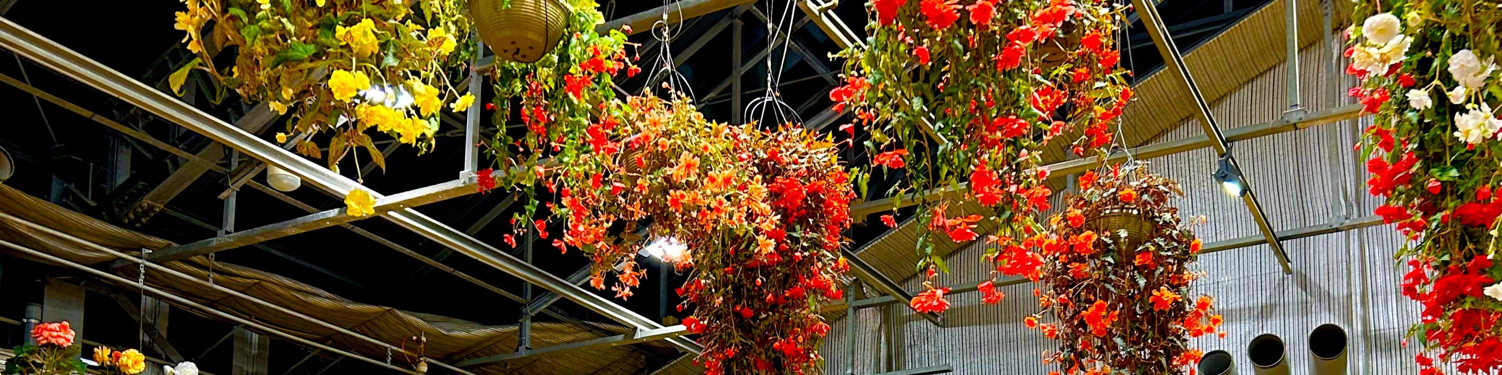 Nagashima Mitsu Outlet & Nabana no Sato Winter Illumination Bus Tour - Klook Philippines