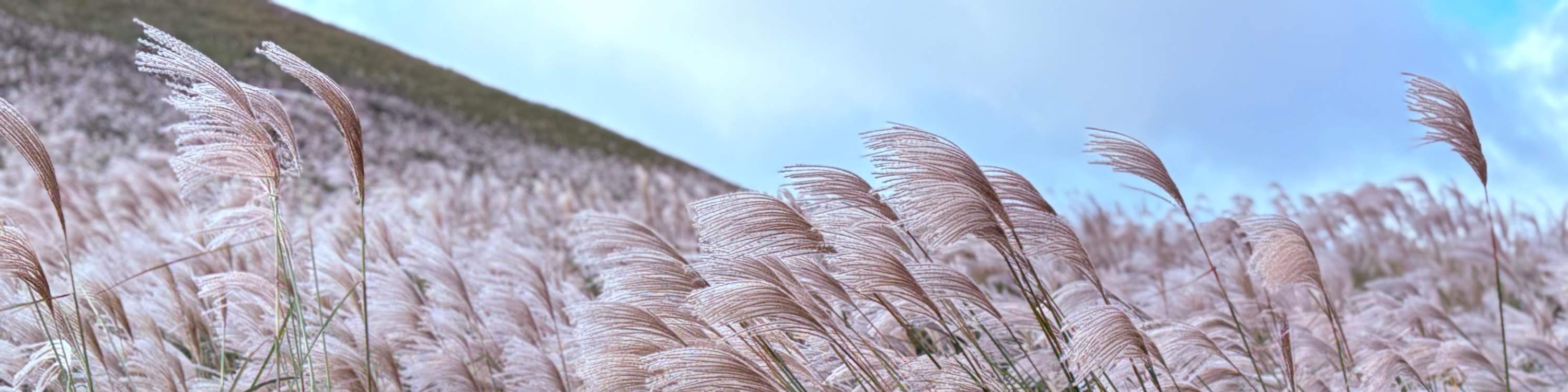 Jeju Fall Foliage, Tangerine Picking, Pink Muhly & Silver Grass Tour ...