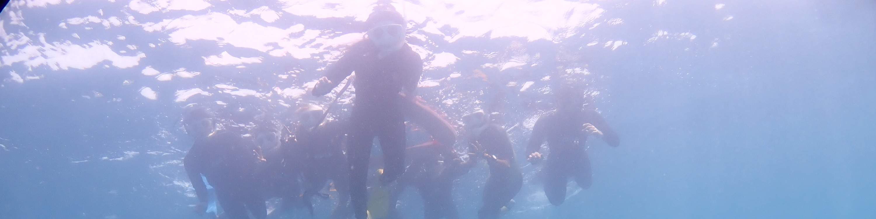 Online reservation for Sea Turtle Snorkeling & Premium Snorkeling ...