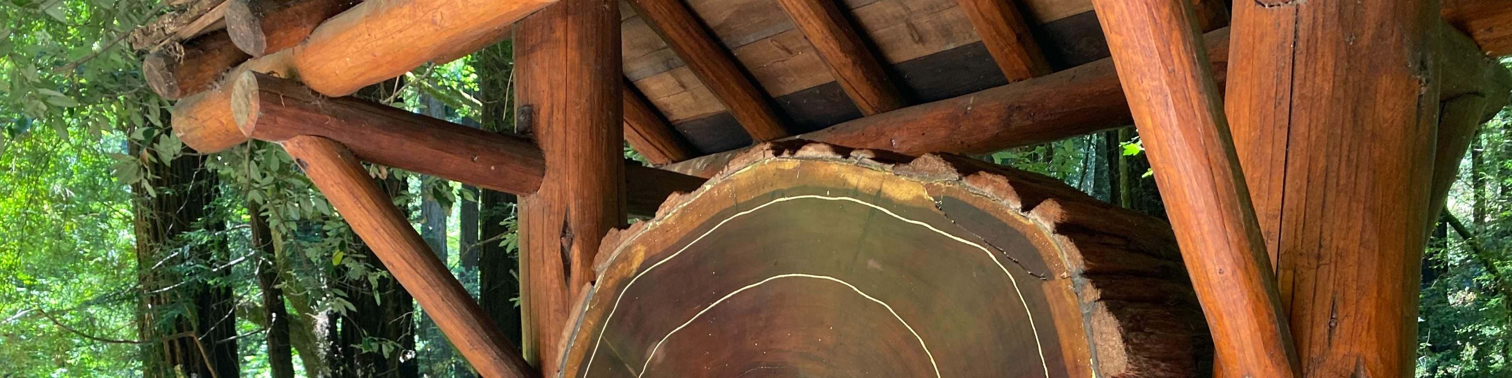 Private Muir Giant Redwoods Trees and Sausalito Guided Tour - Klook ...