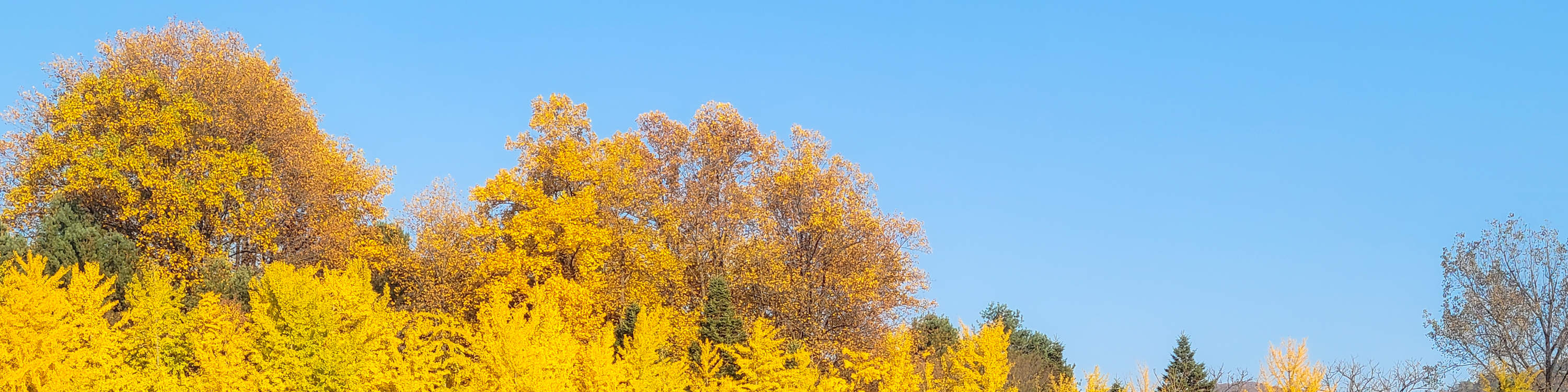 Nami Island (Speedboat)/Alpaca/Rail Bike/Morning Calm Private Tour ...