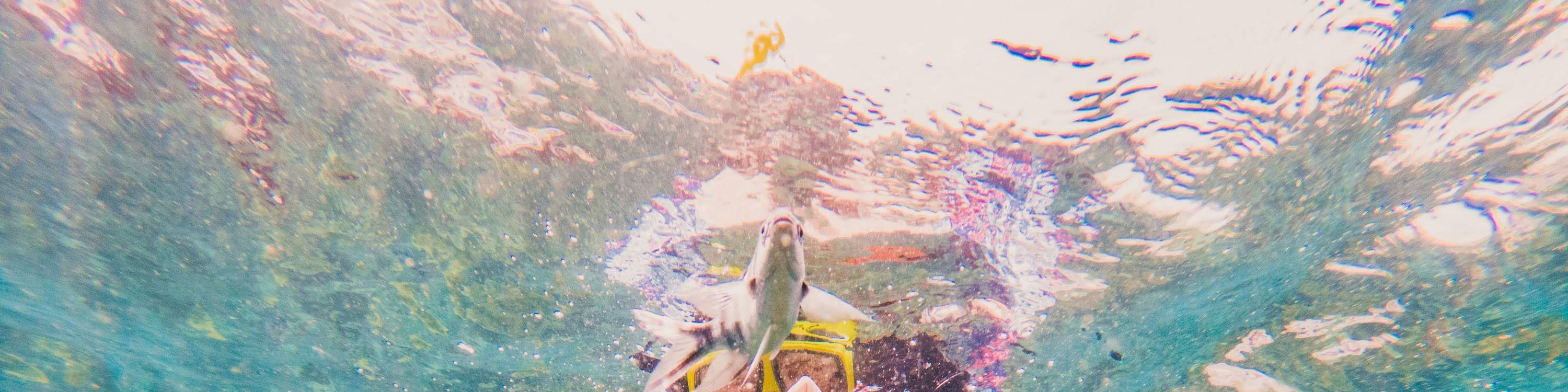 Sertai Lawatan Snorkel ke Taman Marin Angthong dengan Insea Speedboat ...