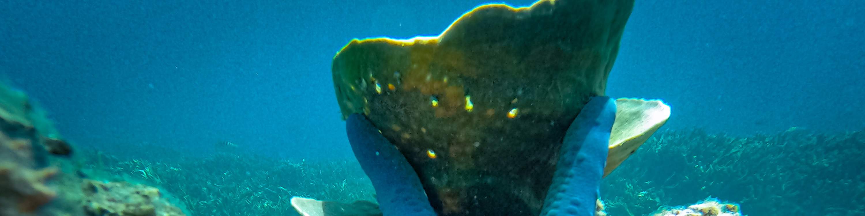 Mengalum Island and Snorkeling Day Tour, Sabah, Malaysia - Klook Singapore