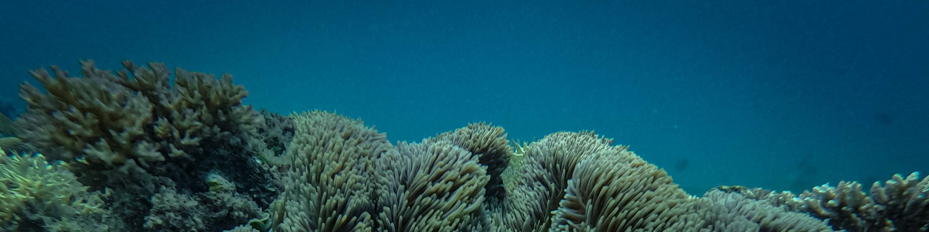 Mengalum Island and Snorkeling Day Tour, Sabah, Malaysia - Klook Malaysia
