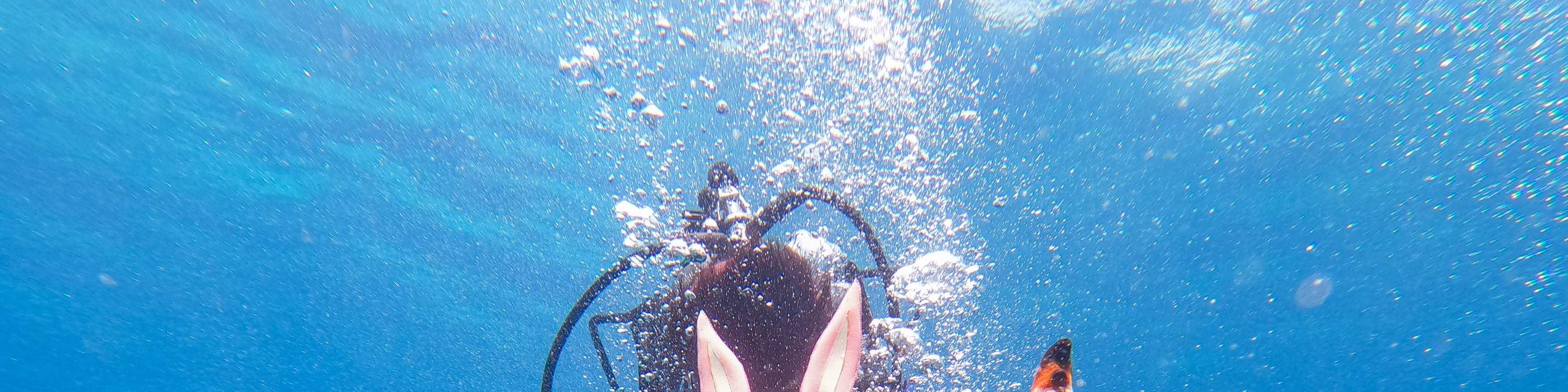 Pengalaman Menyelam SCUBA yang Tak Terlupakan di Cebu - Tidak Perlu ...