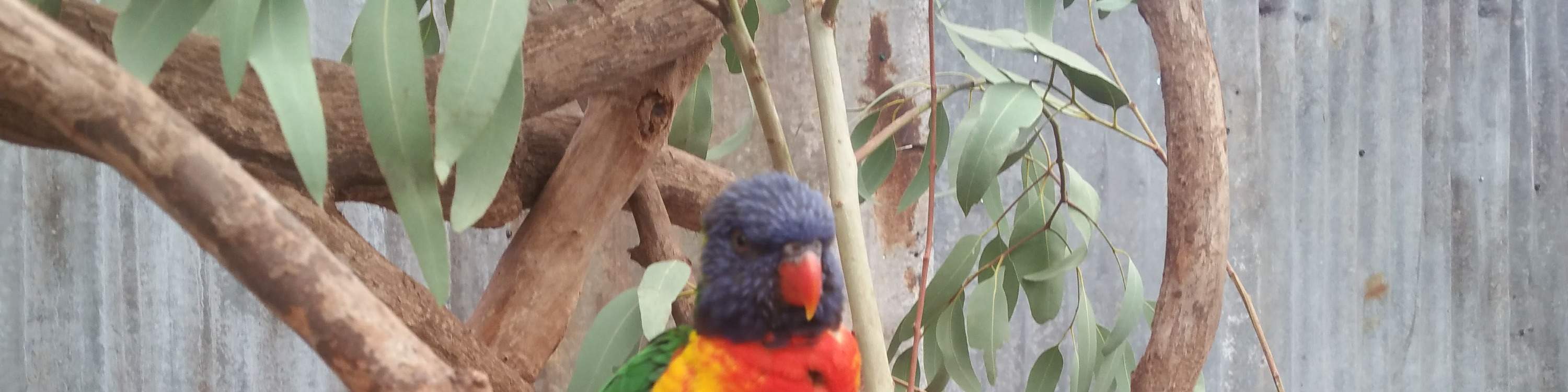 City Highlights and Wildlife Park Guided Day Tour from Perth - Klook