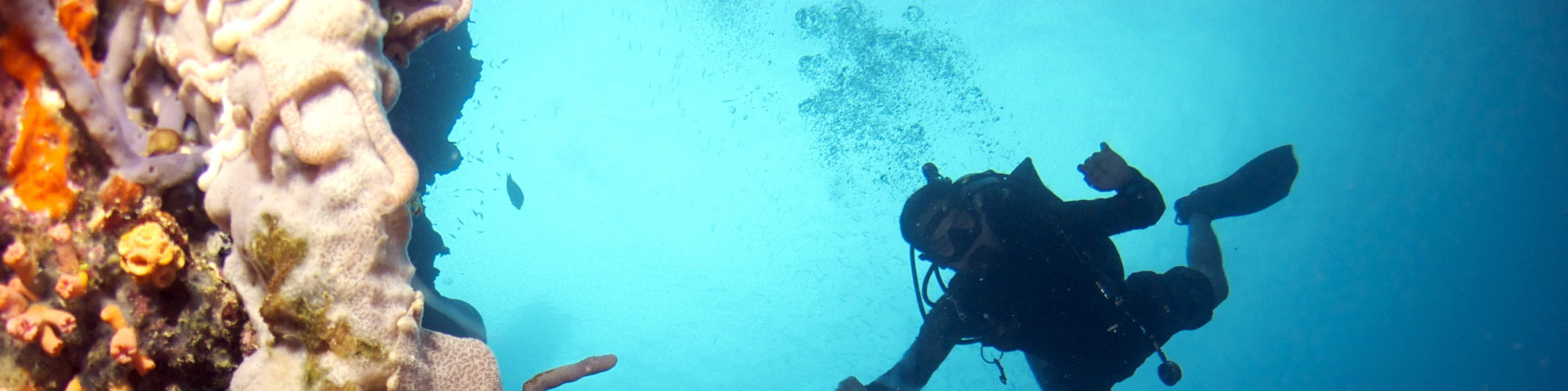 Esplora più a fondo: PADI Advanced Open Water Diver a Moalboal con PADI ...