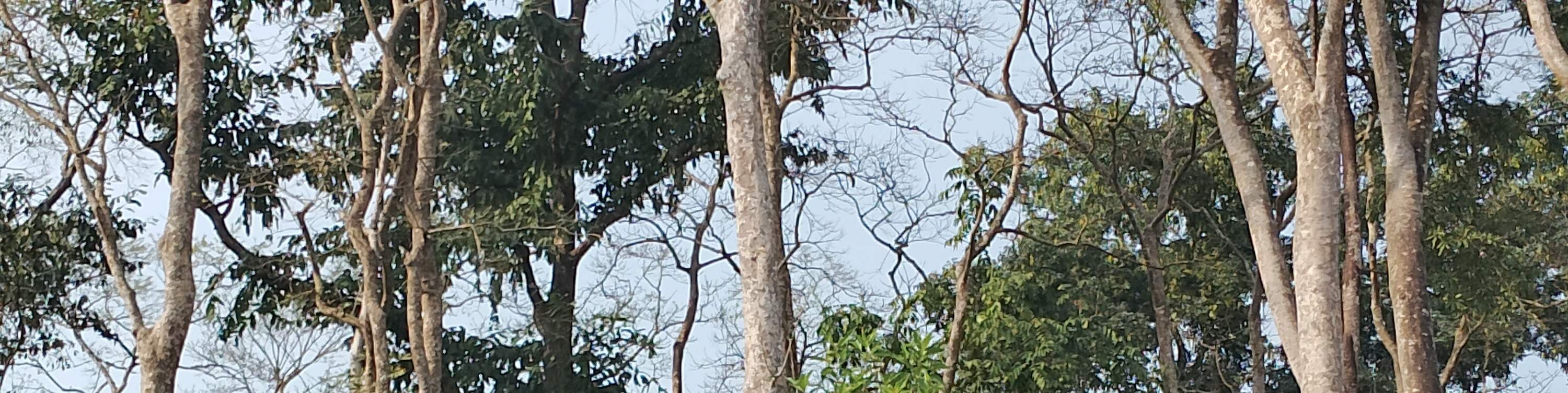 3 Days Exciting Jungle Safari Tour from Kathmandu/Pokhara - Klook India