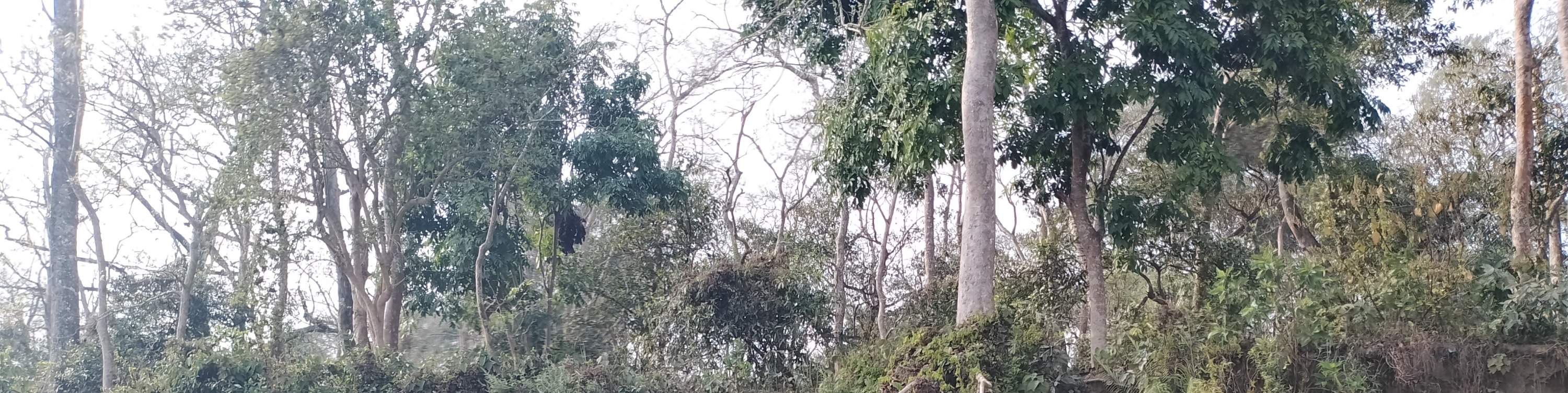 3 Days Exciting Jungle Safari Tour from Kathmandu/Pokhara - Klook Australia