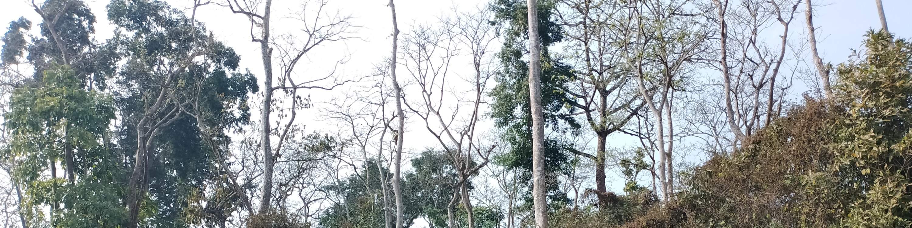 3 Days Exciting Jungle Safari Tour from Kathmandu/Pokhara - Klook