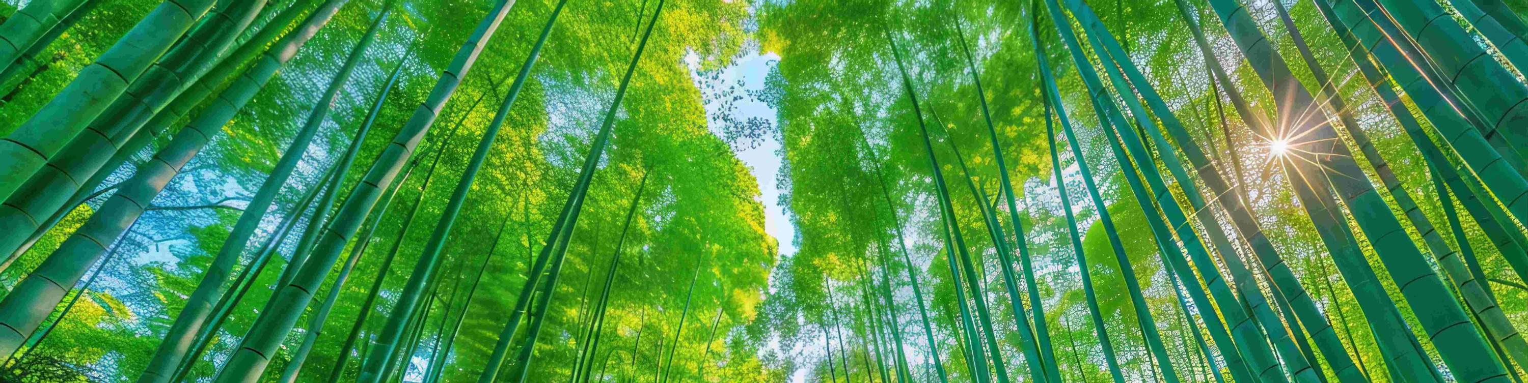 [Tour di un giorno a Kyoto, Nara e al trenino panoramico di Arashiyama ...