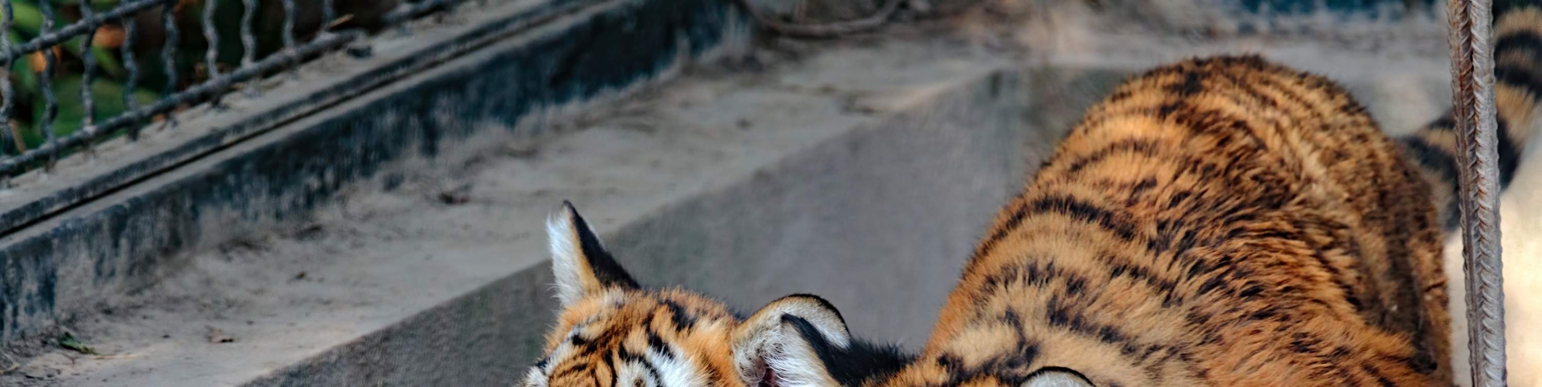 Tickets für den Shanghai Zoo - Klook, Vereinigte Staaten