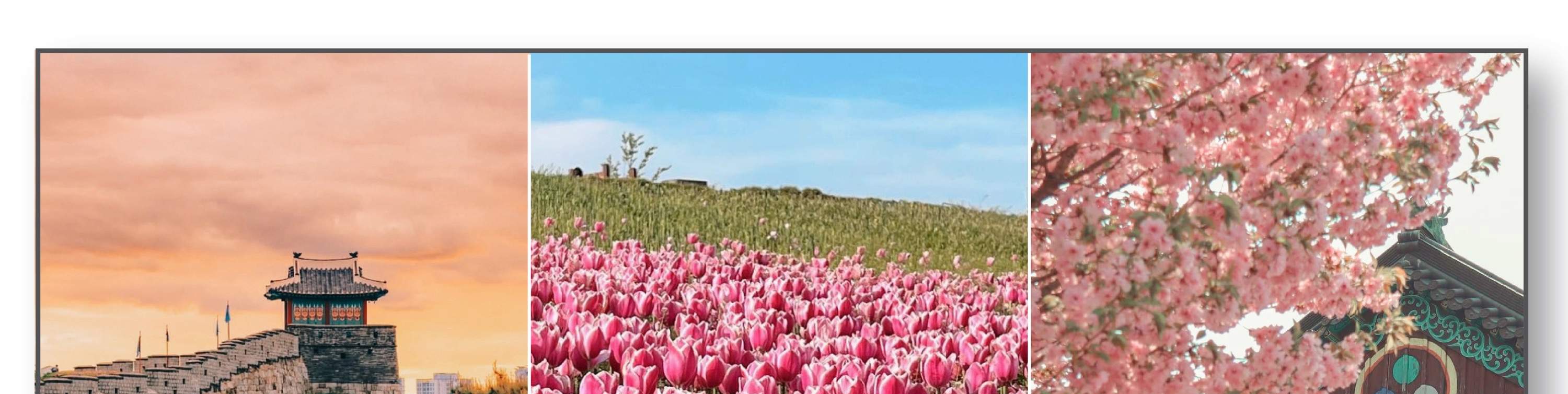 Cherry Blossom Suwon Hwaseong Fortress Tour from Seoul - Klook United ...