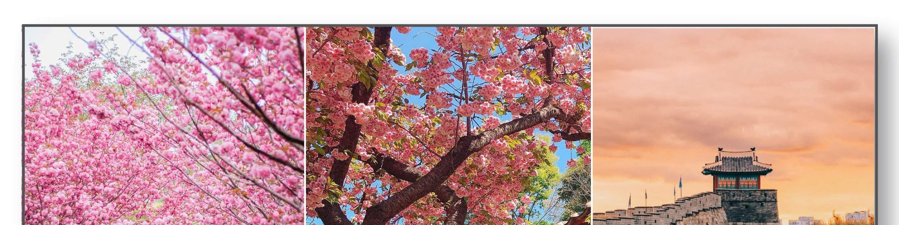 Cherry Blossom Suwon Hwaseong Fortress Tour from Seoul - Klook United ...