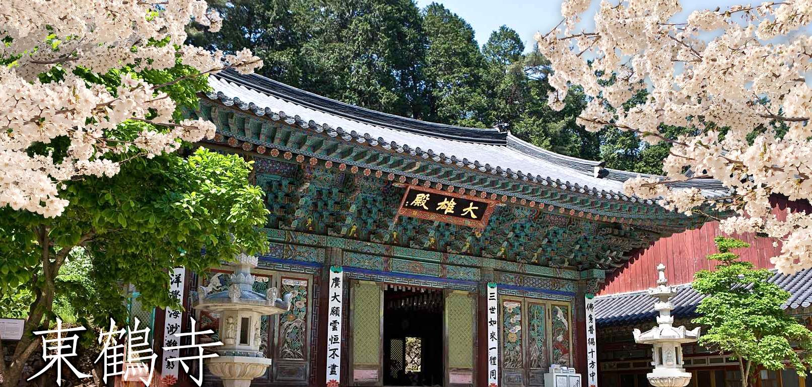 Korea Cherry Blossom Tour from Seoul - Klook