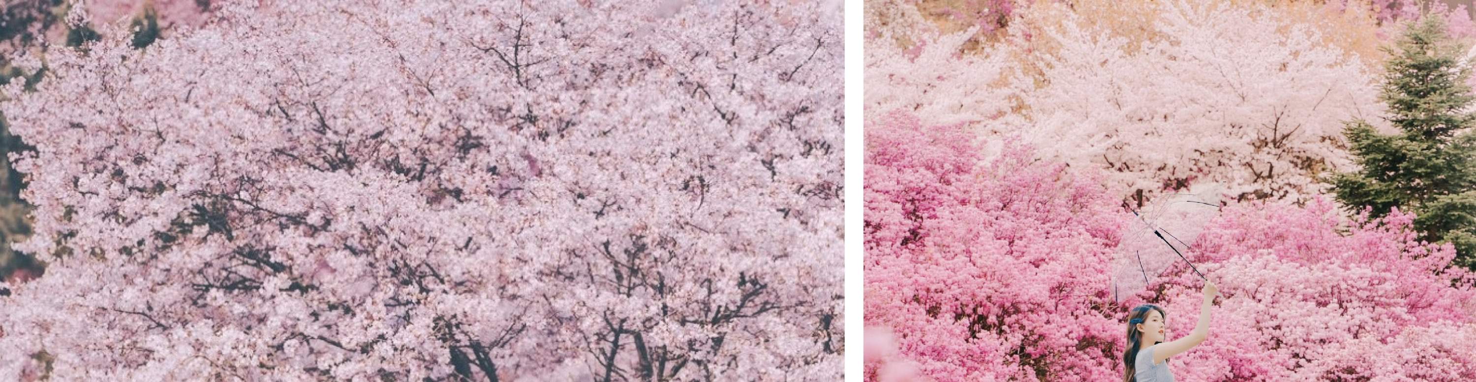 Cherry Blossom Suwon Hwaseong Fortress Tour from Seoul - Klook