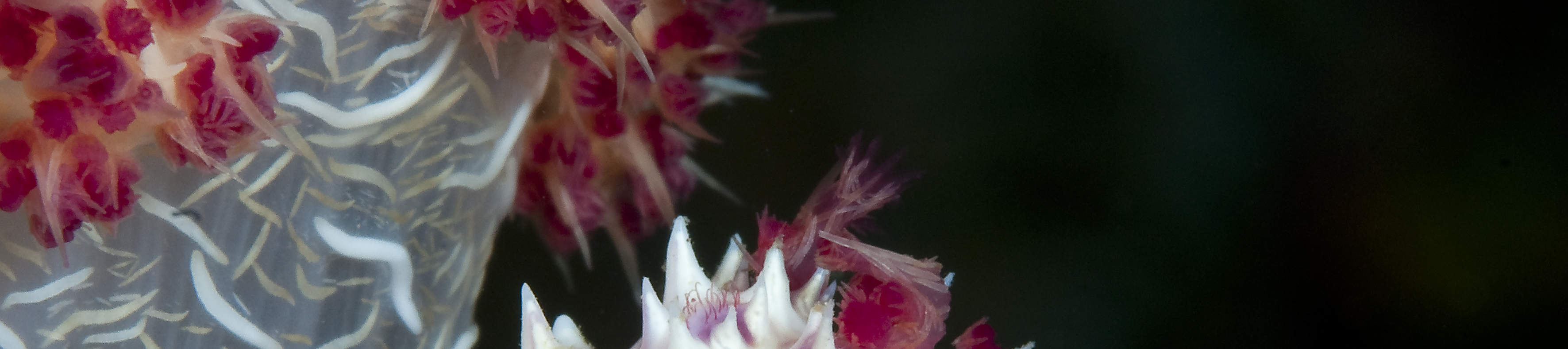 Discover the Mysteries of the Deep: Night Dive in Sipalay with Our PADI ...