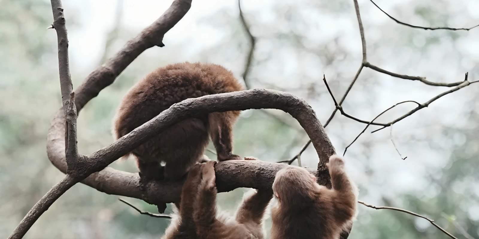 Classic 2-Day Tour of Emei Mountain and Leshan, Sichuan (Leshan Giant ...