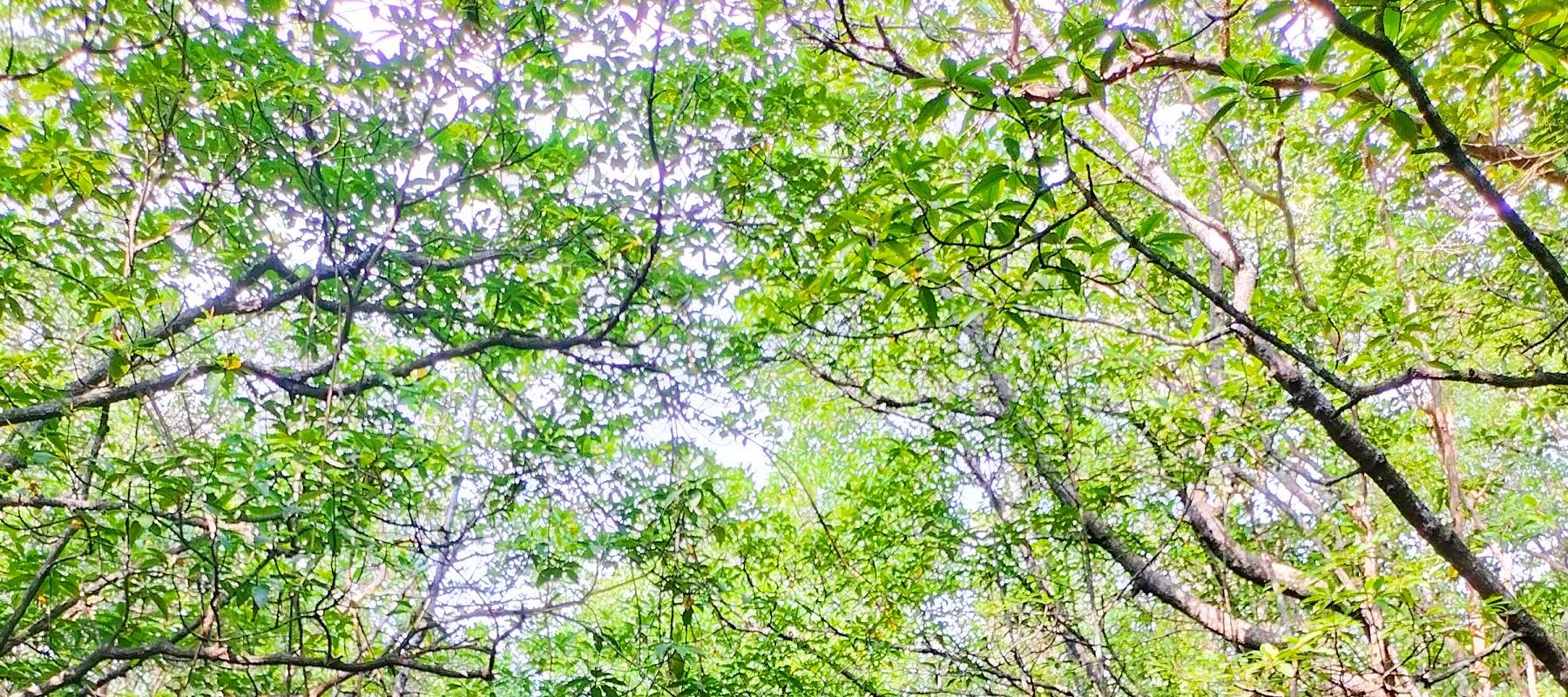 Bintan Mangrove/Safari Lagoi/Sand Dune and Blue Lake/Snorkeling Tour ...