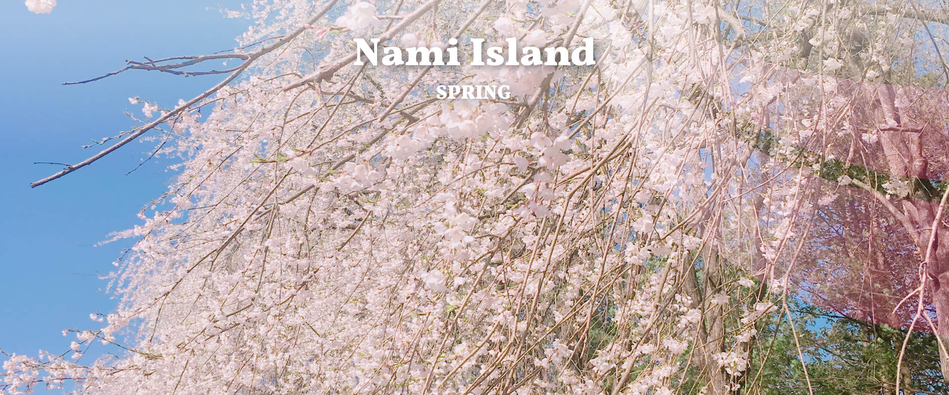 Nami Island Customizable Private Day Tour from Seoul - Klook Singapore