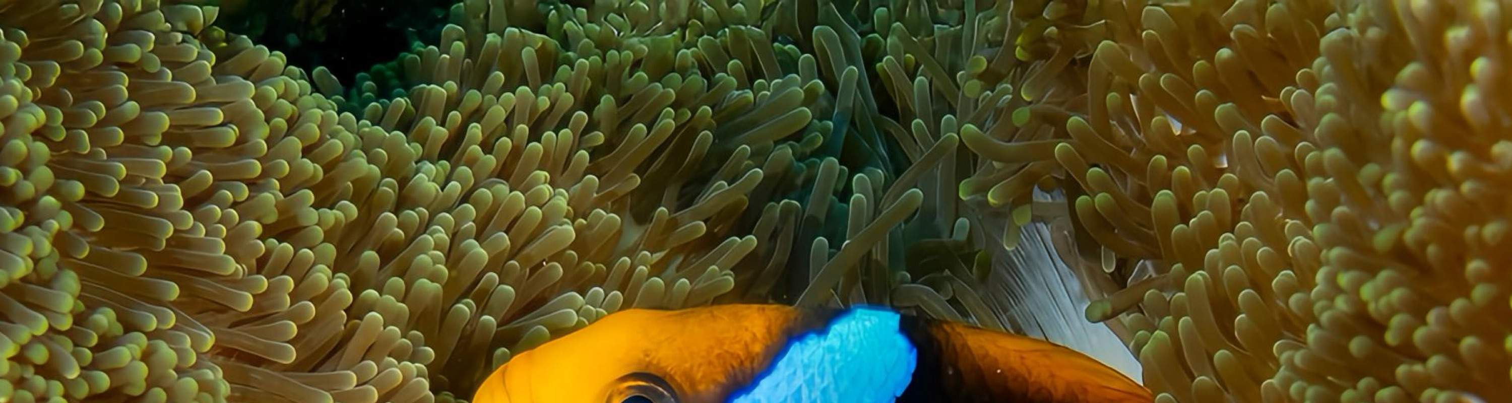 Pukaway Cave Cenote at Coron plus Island Hopping - Klook