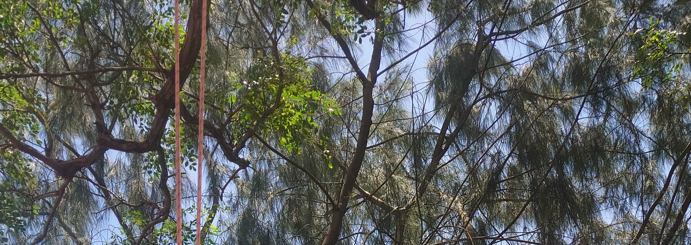 Yilan: Tree Climbing Base | Tree Climbing Experience - Klook