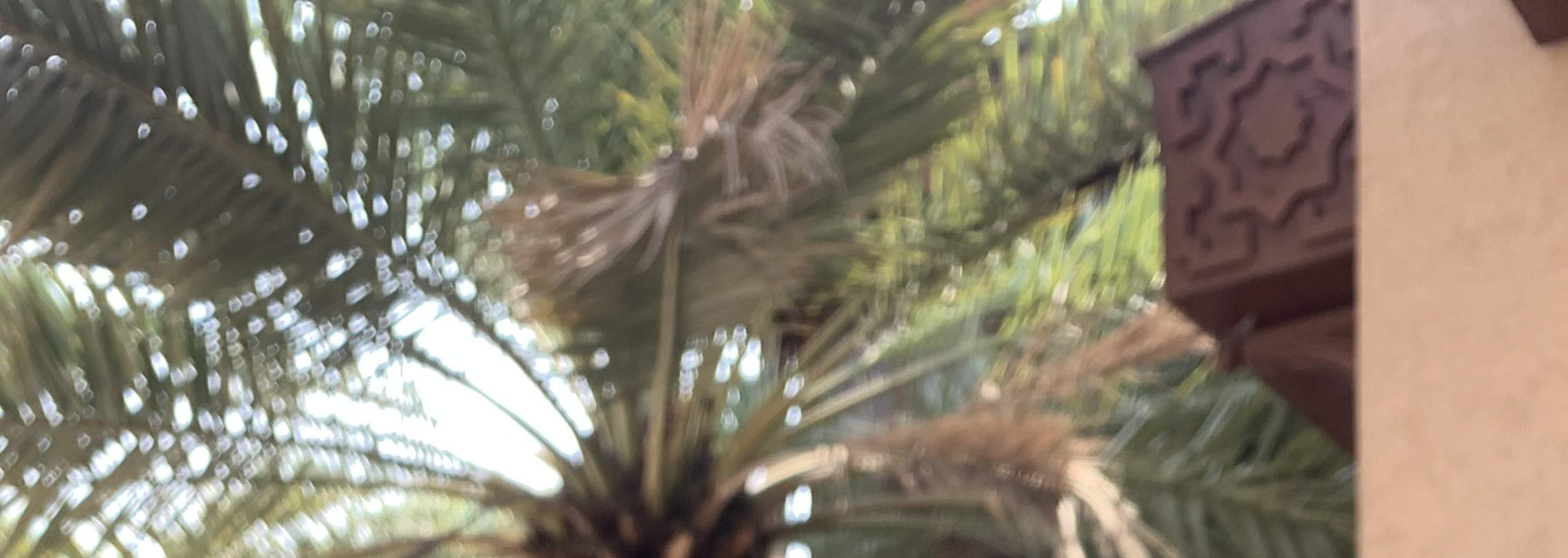 Explore Nizaw Souq, Nizwa Fort and Jabal Akhdar - Discover the Richness ...