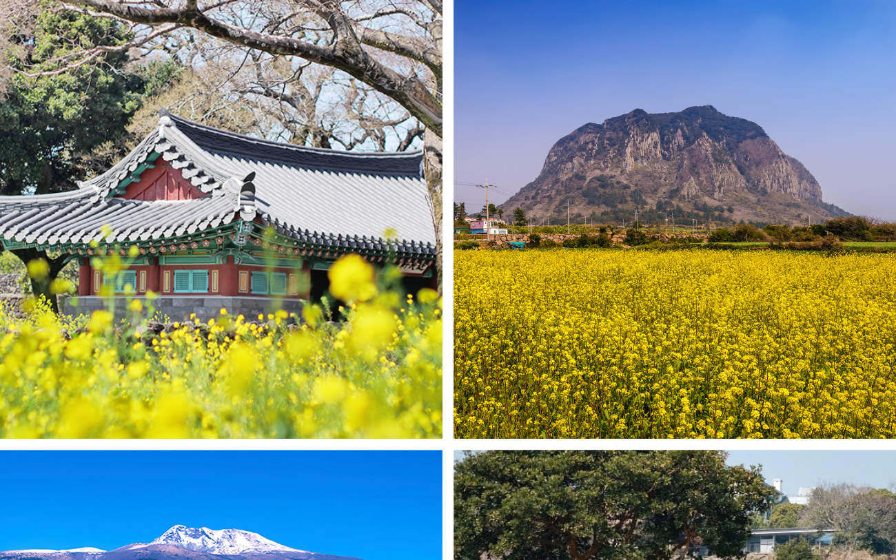 2025 Jeju's Canola Flower Tour With UNESCO Spot, Hotel Pick Up - Klook ...
