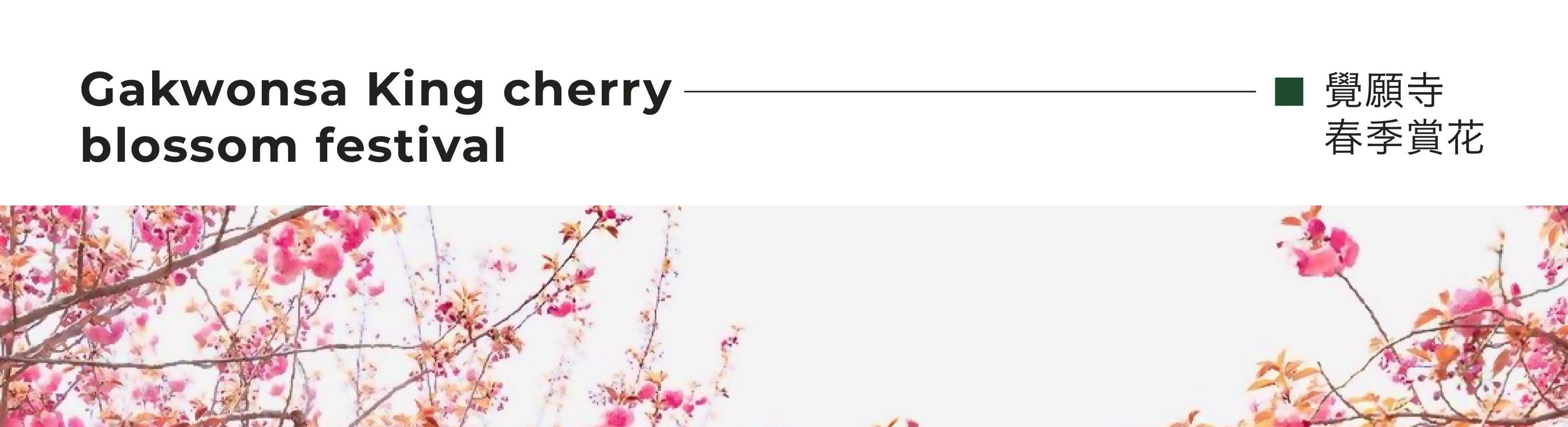 Cherry Blossom Suwon Hwaseong Fortress Tour from Seoul - Klook United ...