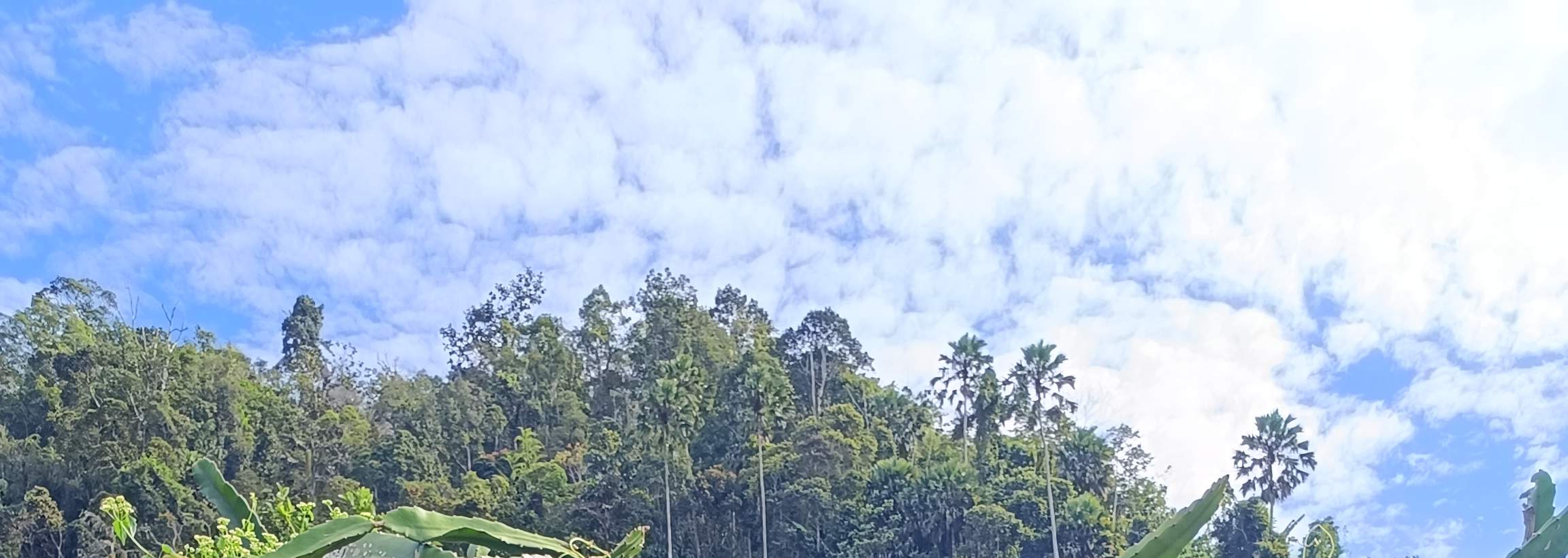 Jim's Vegetable Farm Ticket in Cameron Highlands - Klook United Kingdom