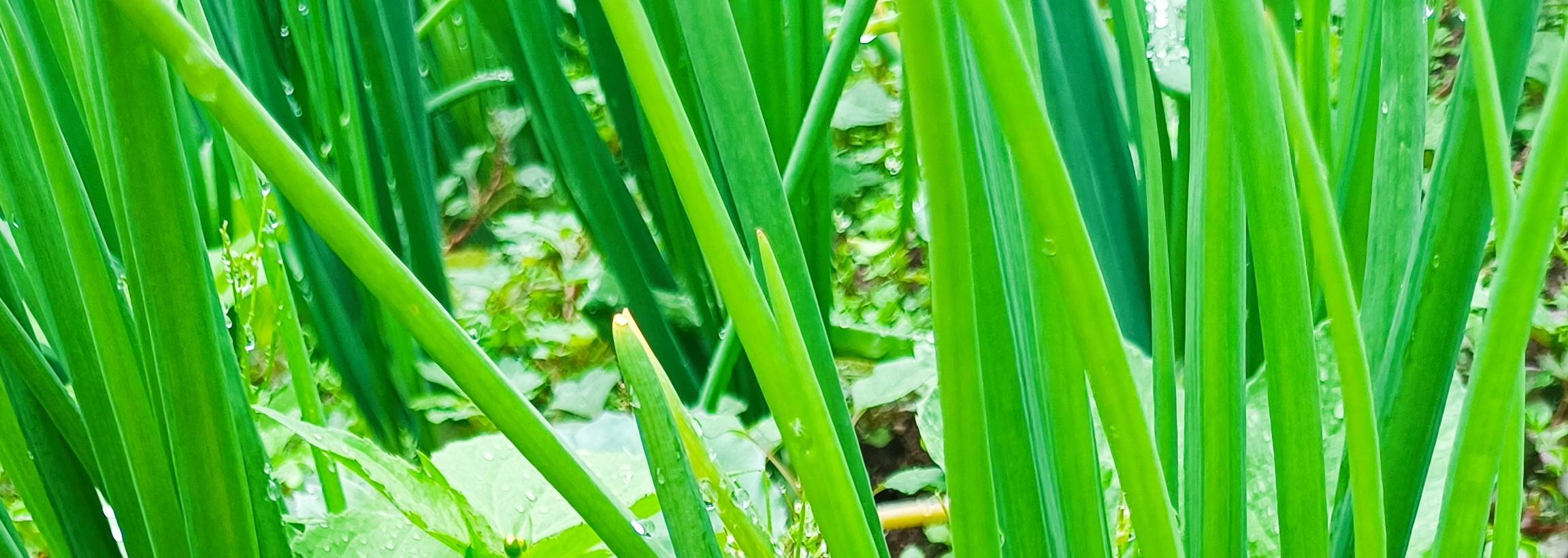 Jim's Vegetable Farm Ticket in Cameron Highlands - Klook United Kingdom
