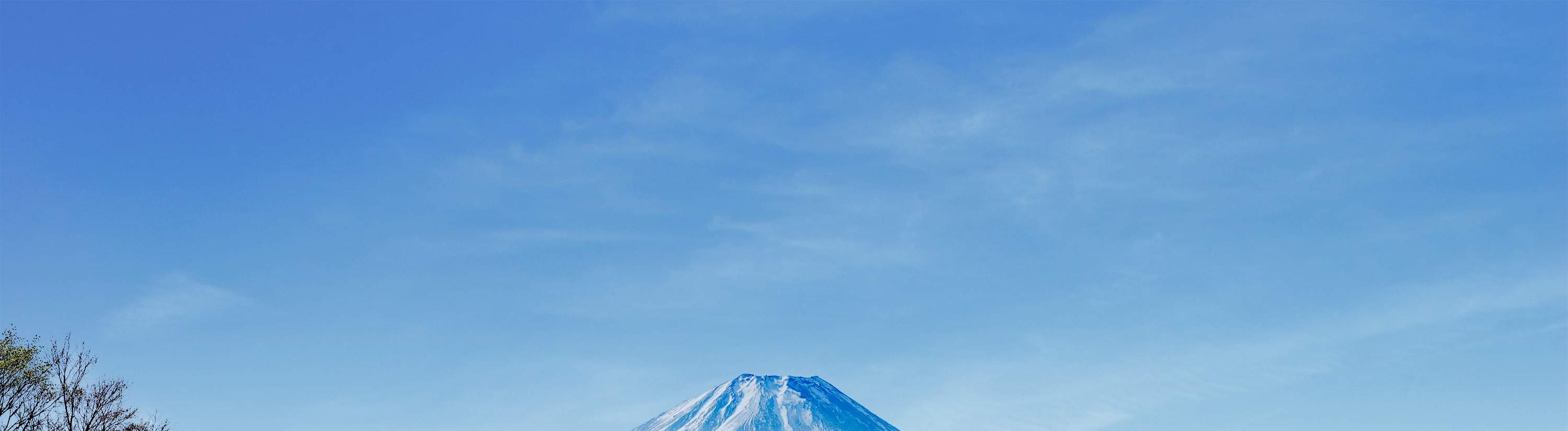 Fuji Shibasakura Festival + Direct Access Bus Ticket - Klook