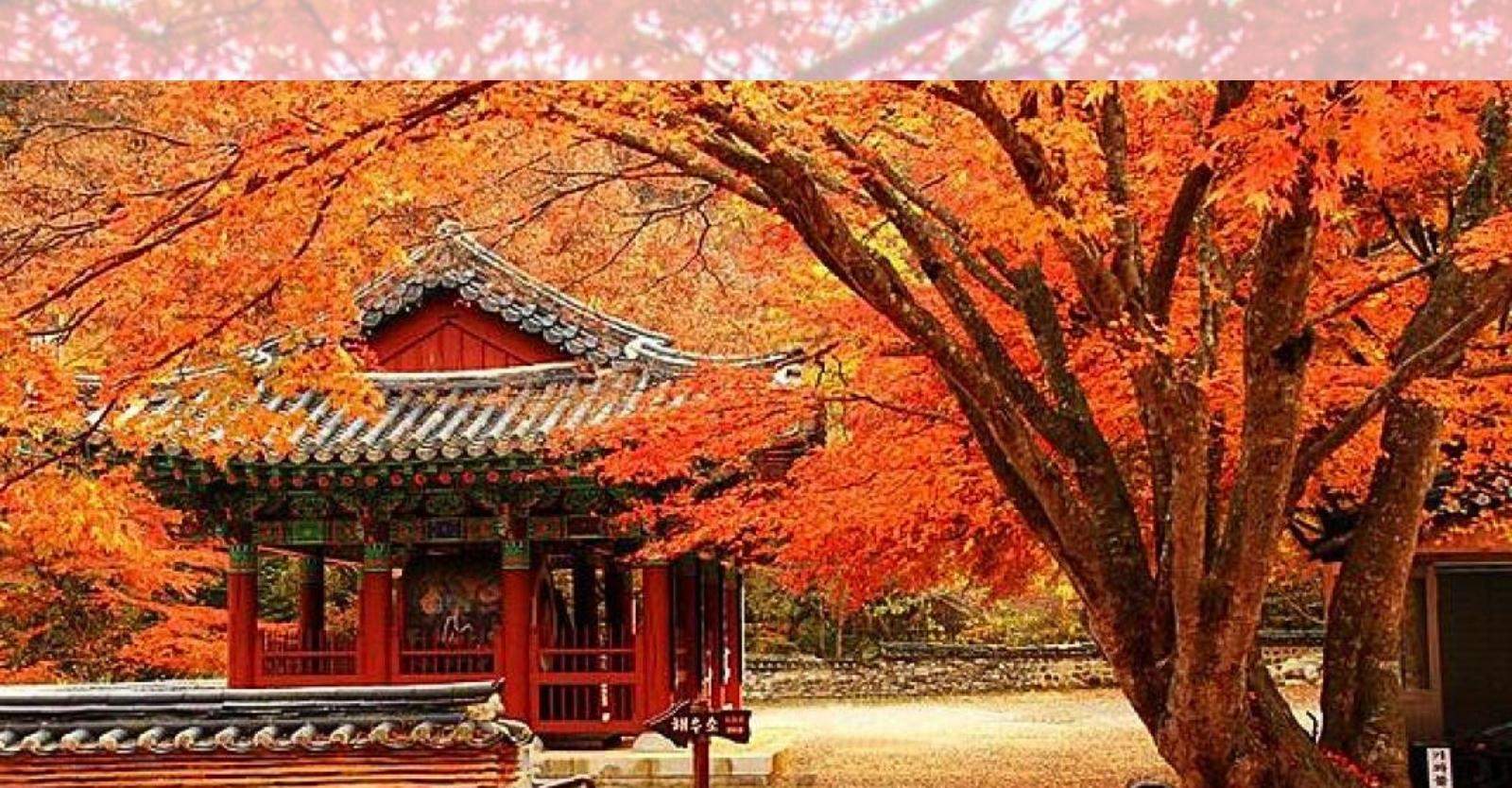 Excursion d'une journée d'appréciation de l'érable de la montagne ...