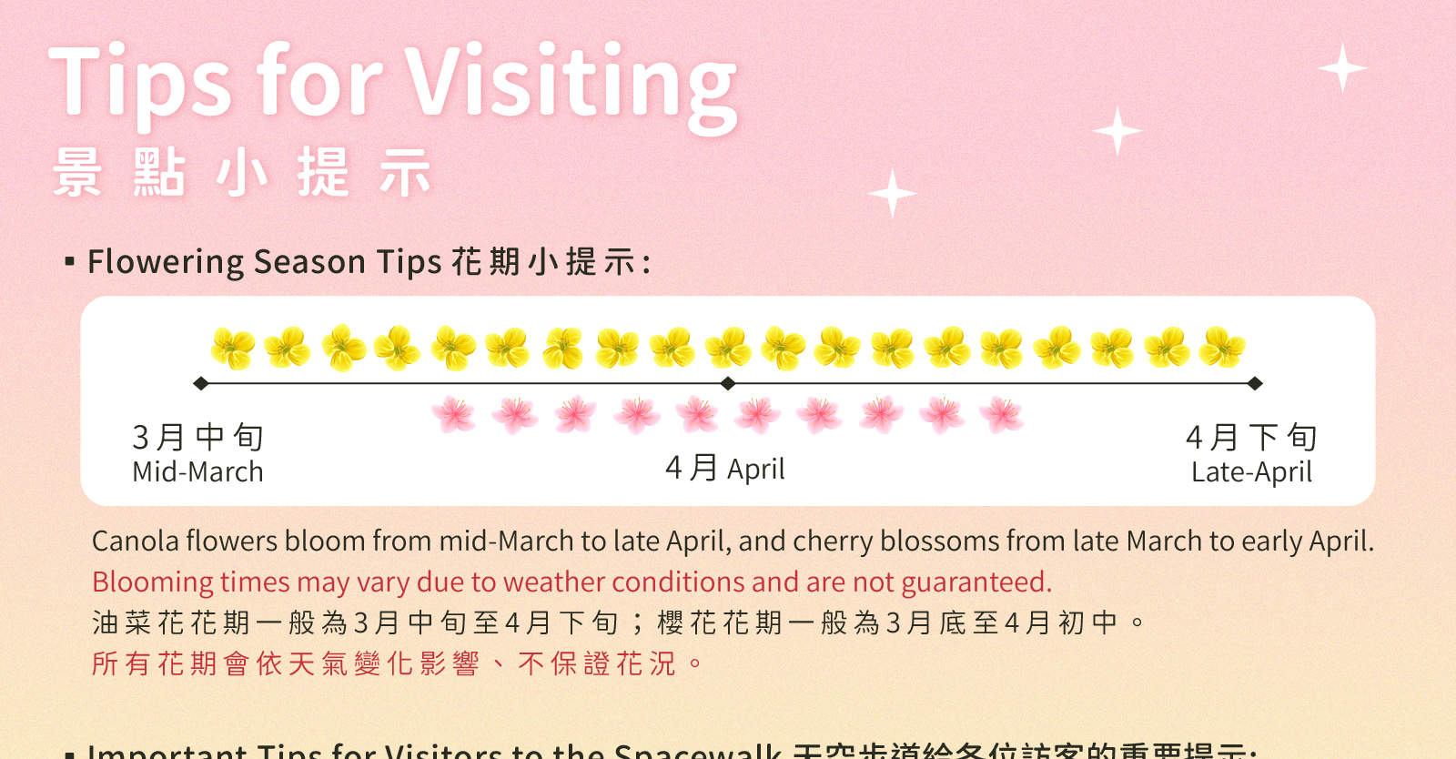 Pohang Space Walk x Cherry Blossom, Guryongpo, Homigot Canola Flower ...
