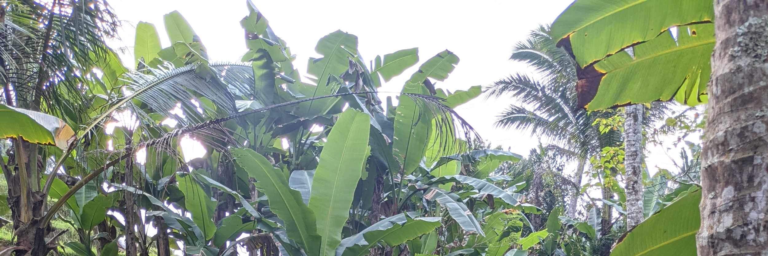 Zipline, Dreamcatcher Swing, Sky Bike and Guided Cultural Tour in Ubud ...