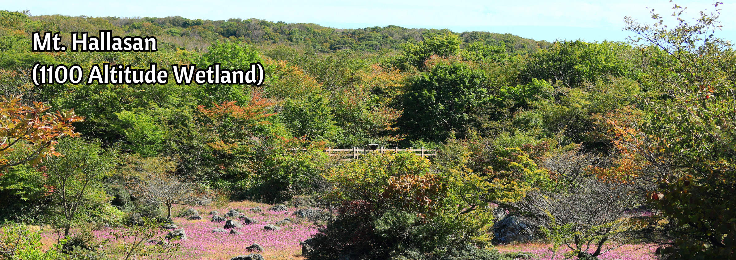 Jeju South & West One Day Authentic Tour - Klook