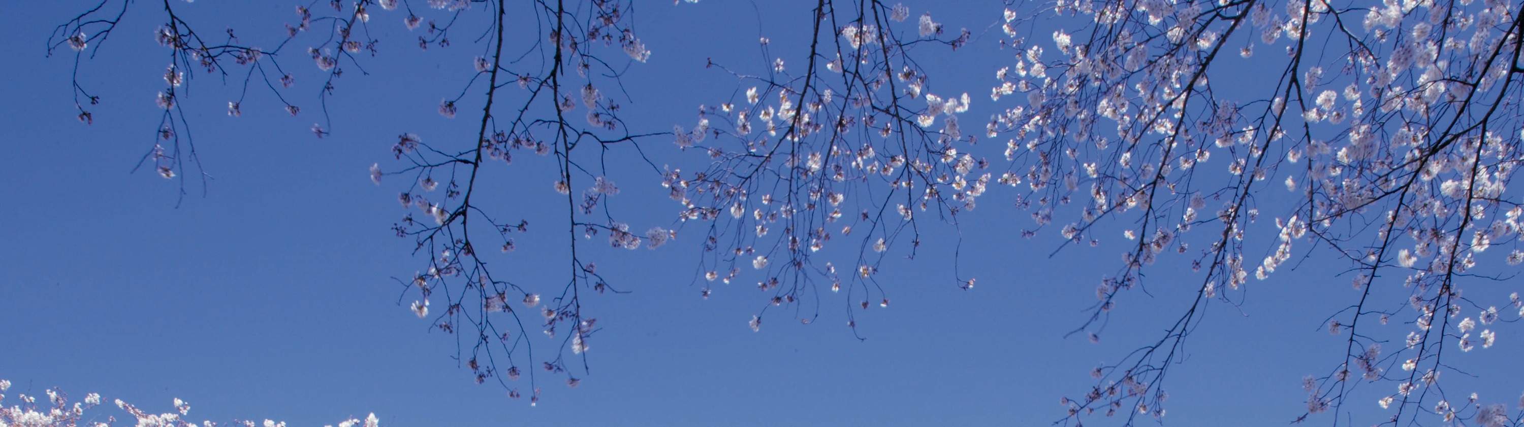 Feel Mt.Fuji and Sake tasting 1D Private Tour from Shin-Fuji Station ...