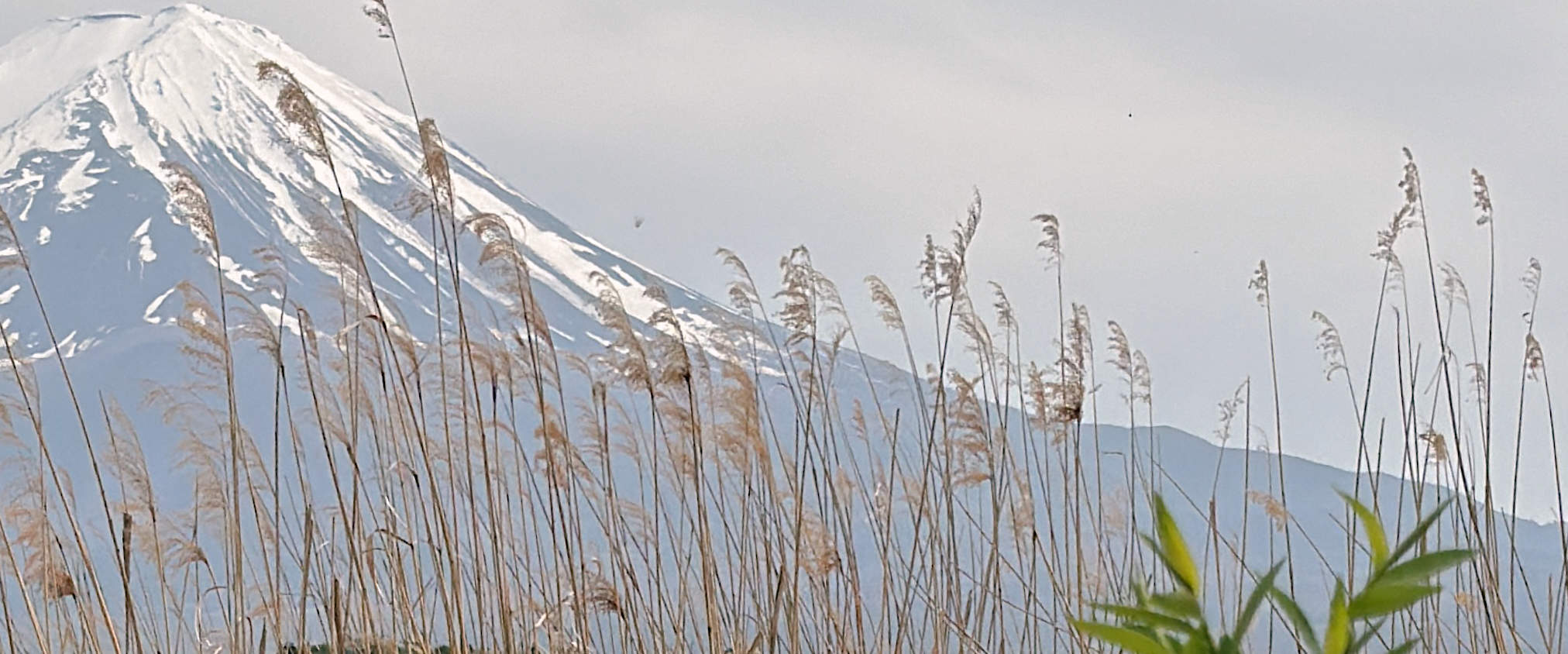 [Muslim-friendly | Mount Fuji Day Tour] Arakurayama Sengen Park + Fuji ...